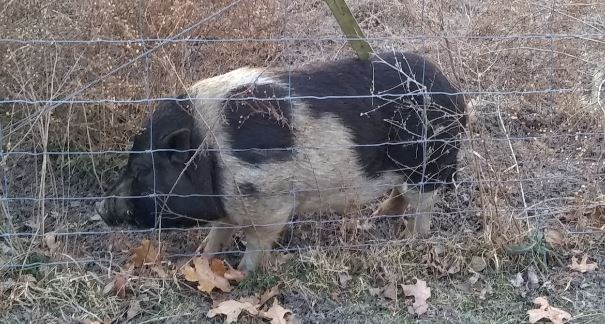 A Little Slice of Hog Heaven | a. e. branson