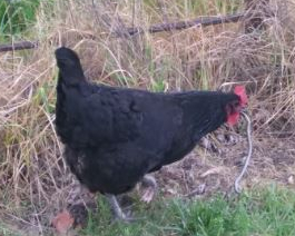 Baby Rabbits, Fluffy Goslings, and Killer Chickens | a. e. branson
