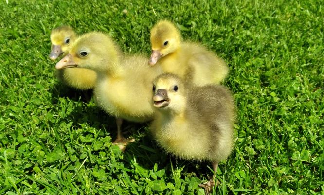 Baby Rabbits, Fluffy Goslings, and Killer Chickens | a. e. branson
